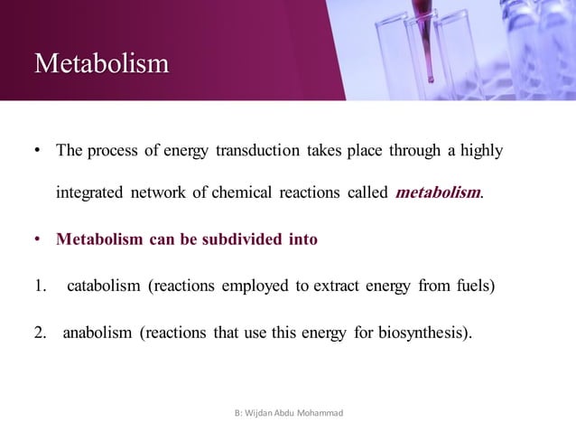 Metabolism | PDF | Chemistry | Science