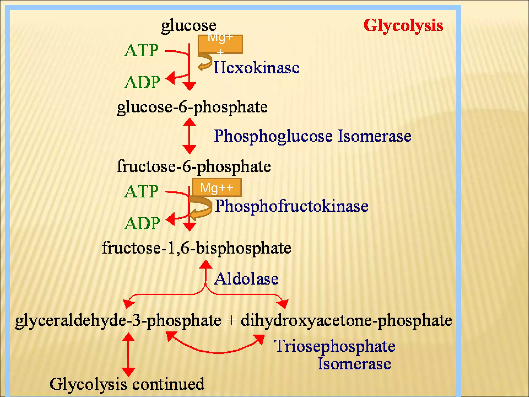 Metabolism of carbohydrate, protein & lipid. | PPT