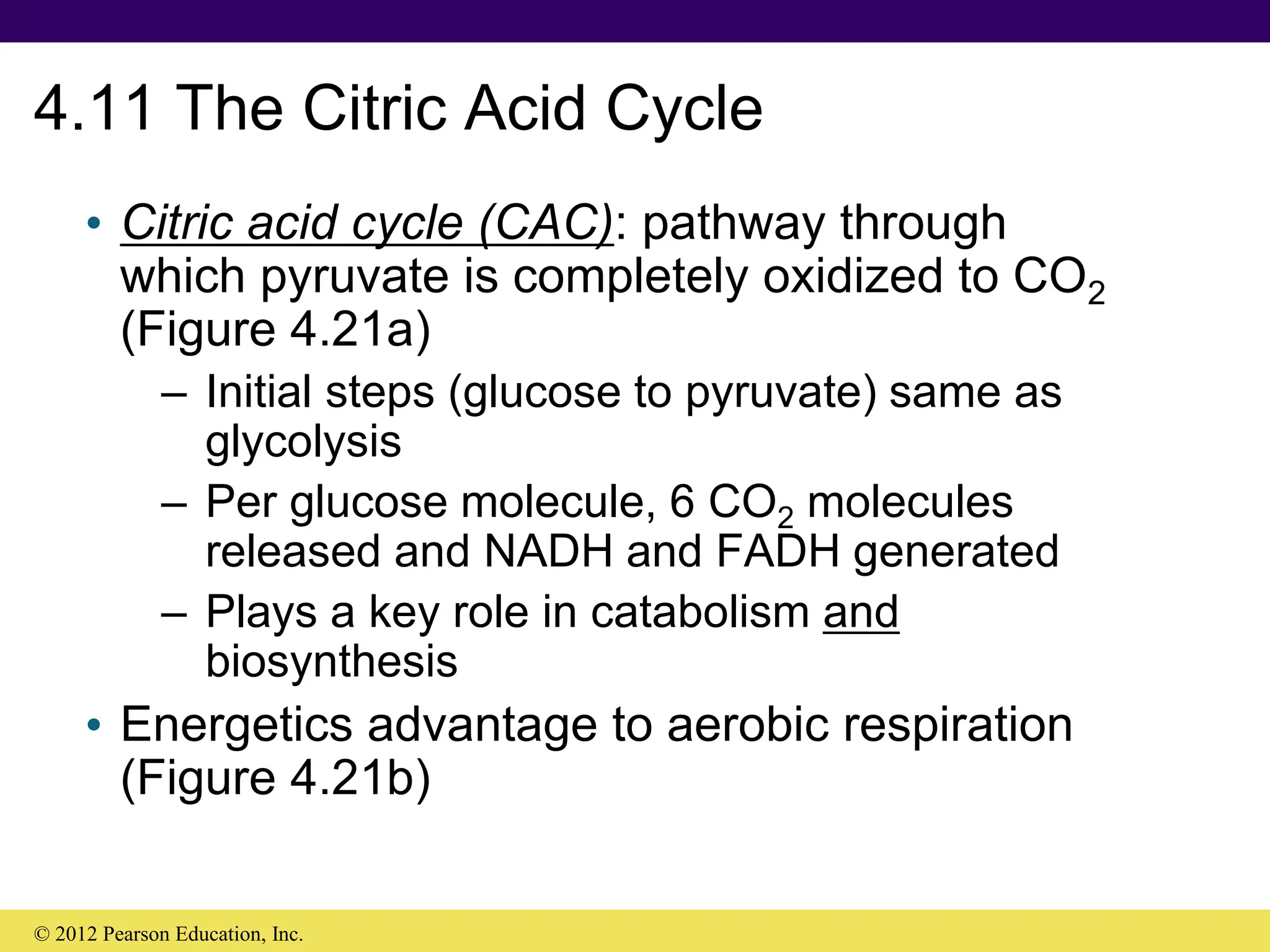 metabolism.ppt
