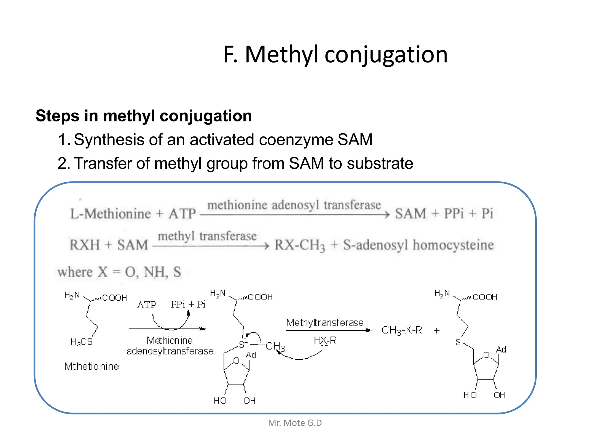 Medicinal chemistry on metabolism(Phase I & Phase II Reactions) | PDF