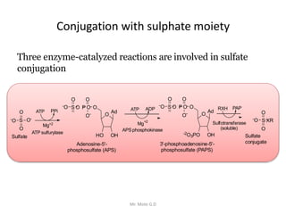 Medicinal chemistry on metabolism(Phase I & Phase II Reactions) | PDF
