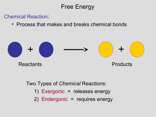 Metabolism.ppt by taimoor khan biotechnology | PPT