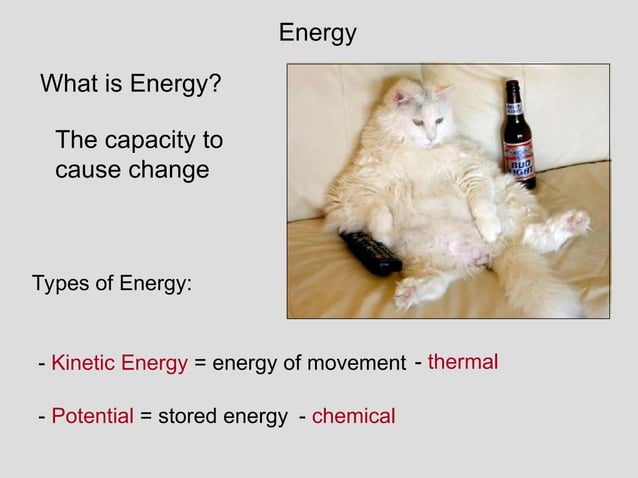 Metabolism.ppt by taimoor khan biotechnology | PPT