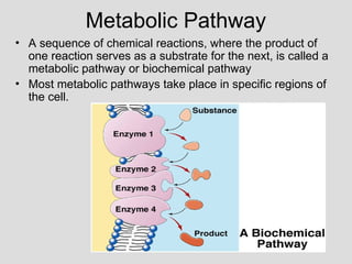 Metabolism.ppt by taimoor khan biotechnology | PPT