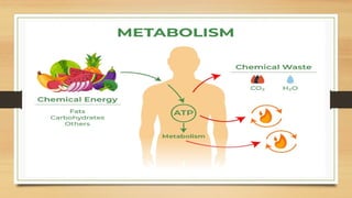 Metabolism- Introduction, Types-Anabolism, Catabolism | PPT