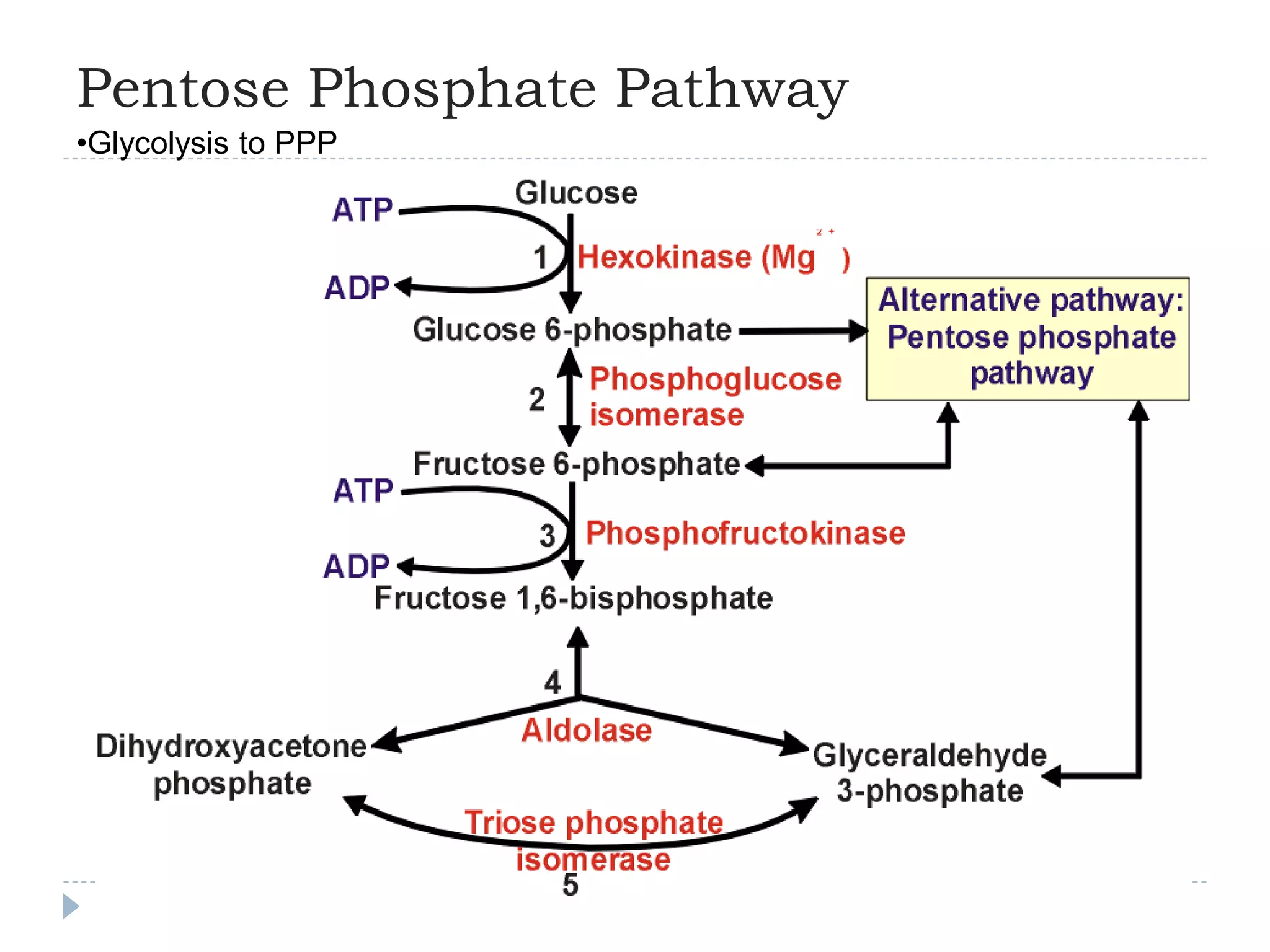 PPP, Glucuronate Pathway & Lactose Synthesis | PPTX