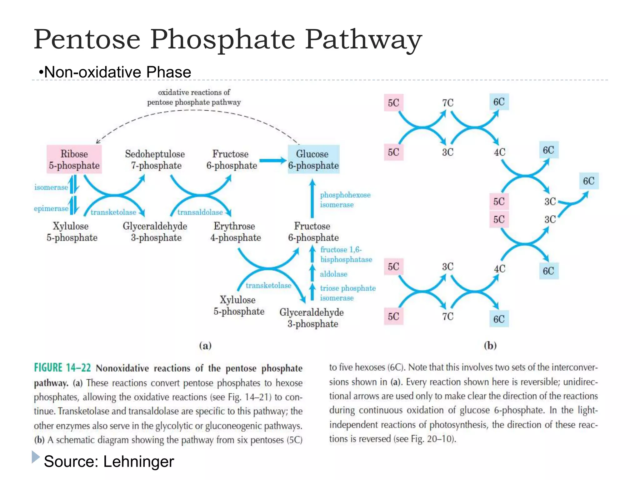 PPP, Glucuronate Pathway & Lactose Synthesis | PPTX