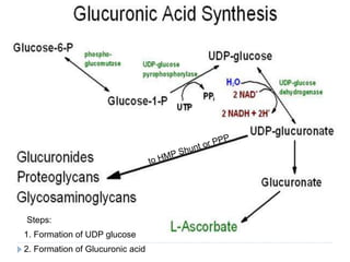 PPP, Glucuronate Pathway & Lactose Synthesis | PPTX | Endocrine and ...
