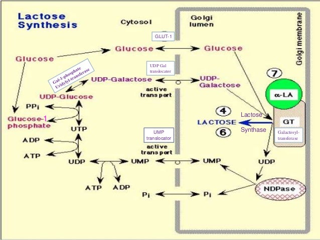 PPP, Glucuronate Pathway & Lactose Synthesis