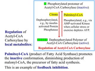 Metabolism Synthesis Of Fatty Acids Oxidation Of Fatty Acids Ppt