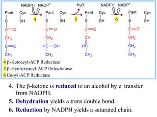 Metabolism- synthesis of fatty acids, oxidation of fatty acids.ppt