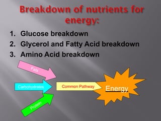 Metabolism Definition, its types and processes | PDF
