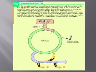 Metabolism Definition, its types and processes | PDF