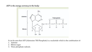 Metabolism in human body | PDF
