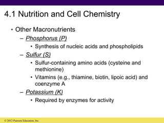 metabolism (1).ppt