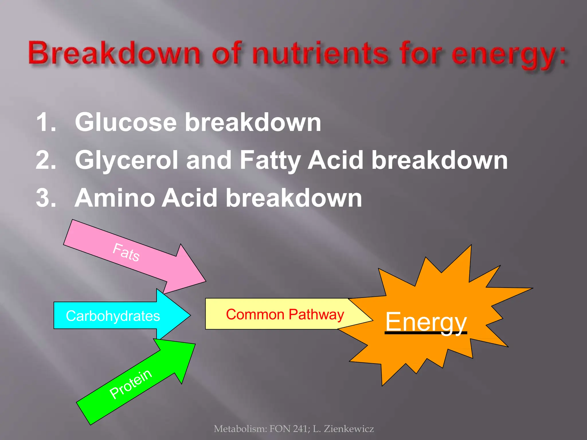 Metabolism Definition, Its types and relevant processes involved, 13.02 ...