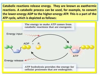 The Metabolism of Glycogen | PPTX
