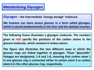 The Metabolism of Glycogen | PPTX