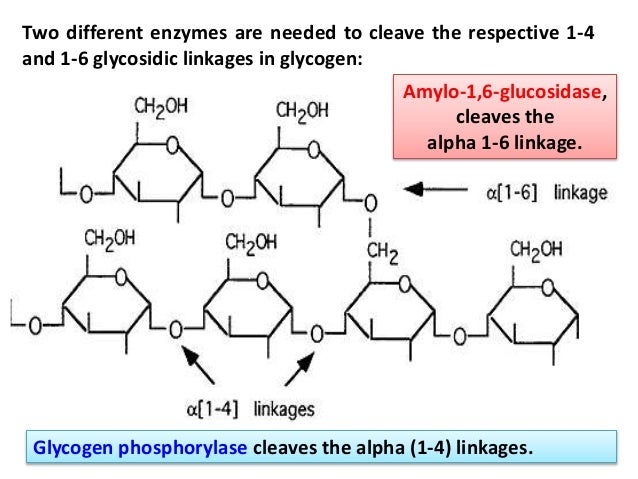 The Metabolism of Glycogen