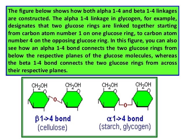 The Metabolism of Glycogen