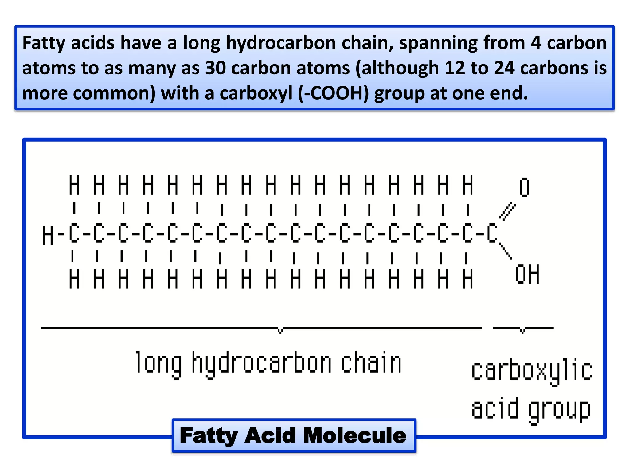 The Metabolism of Fats | PPTX