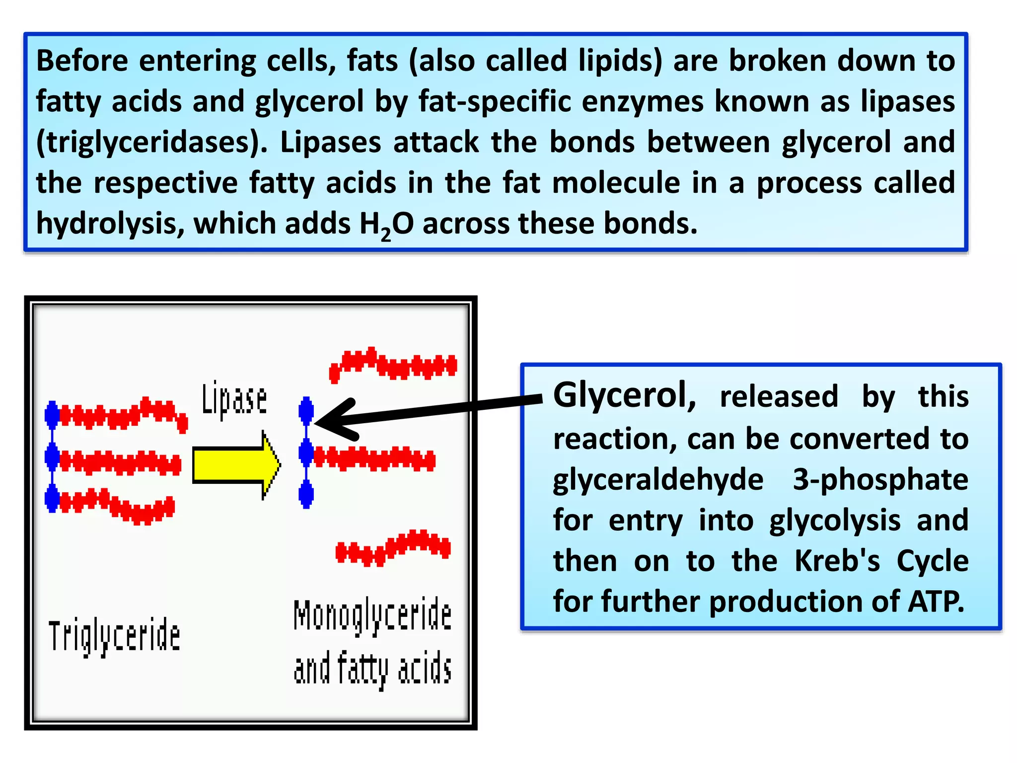 The Metabolism of Fats | PPTX