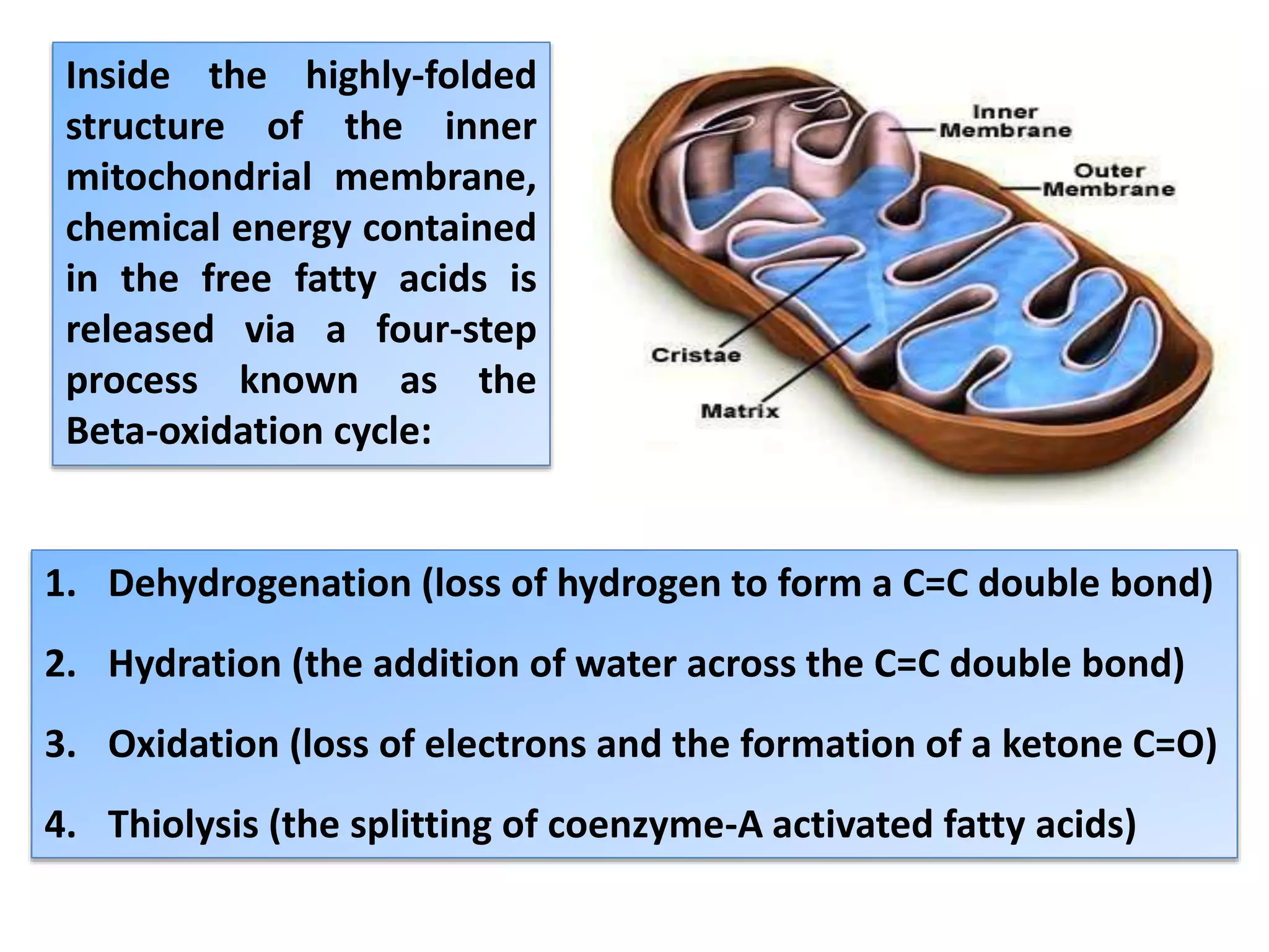 The Metabolism of Fats | PPTX