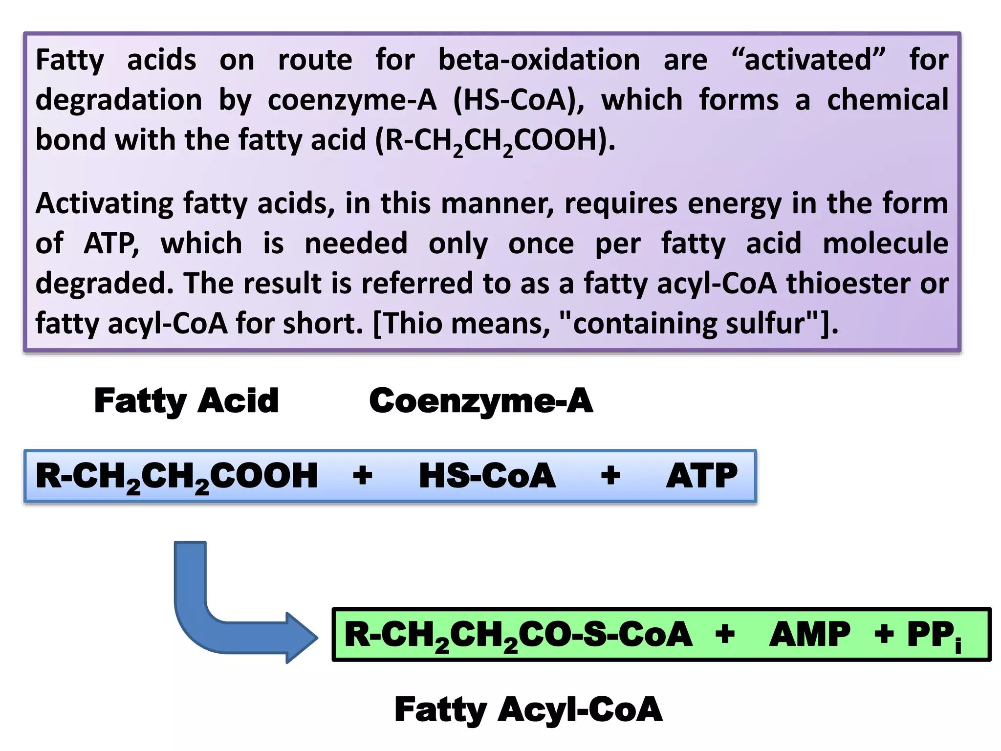 The Metabolism of Fats | PPTX