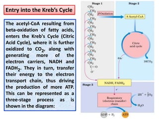 The Metabolism of Fats | PPT
