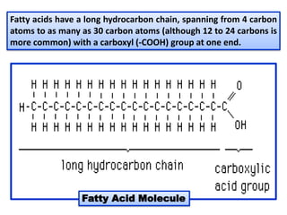 The Metabolism of Fats | PPTX