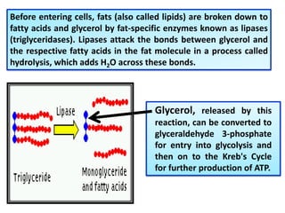 The Metabolism of Fats | PPTX