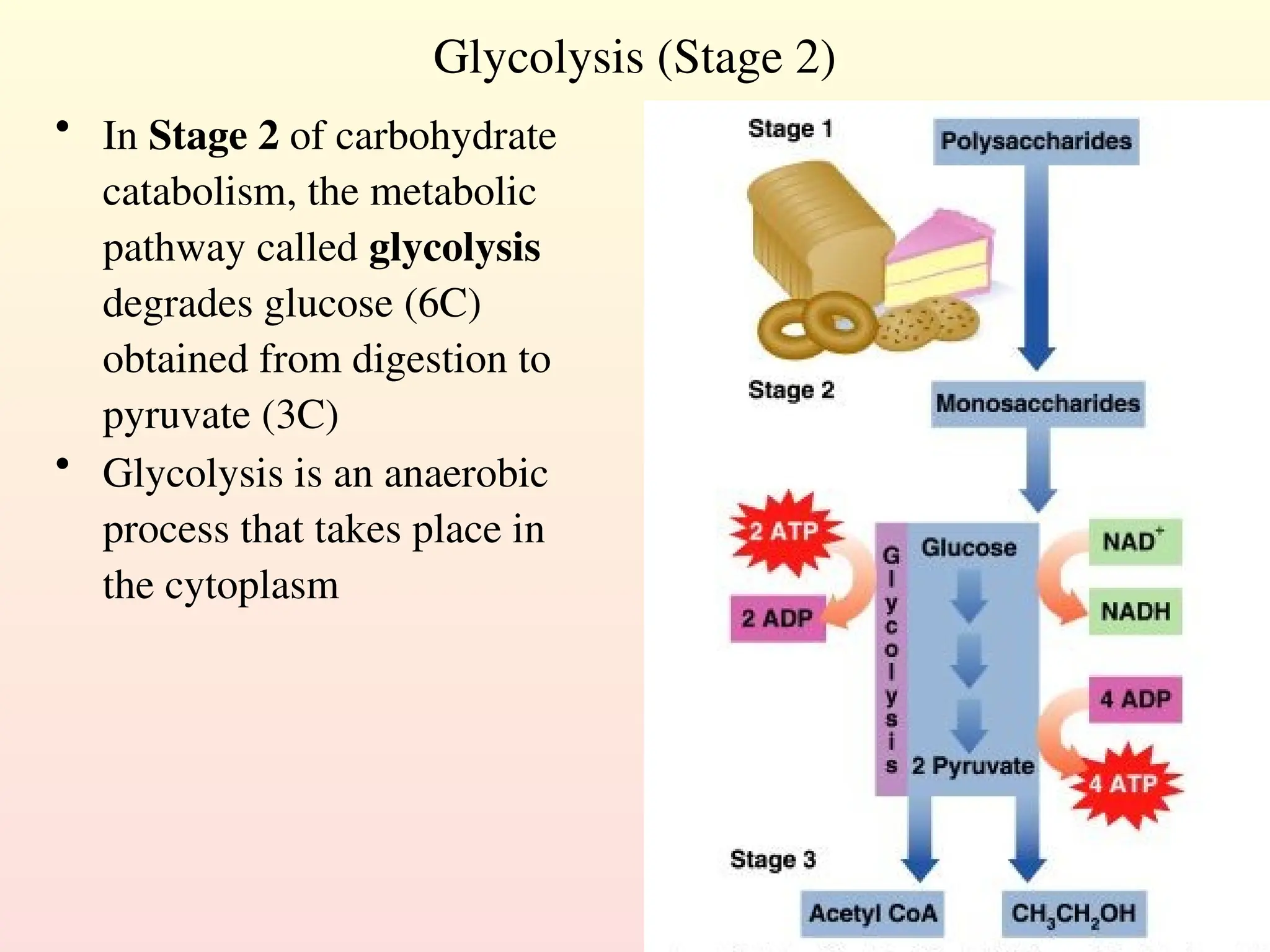metabolism (3).ppt powerpoint presentation | PPT