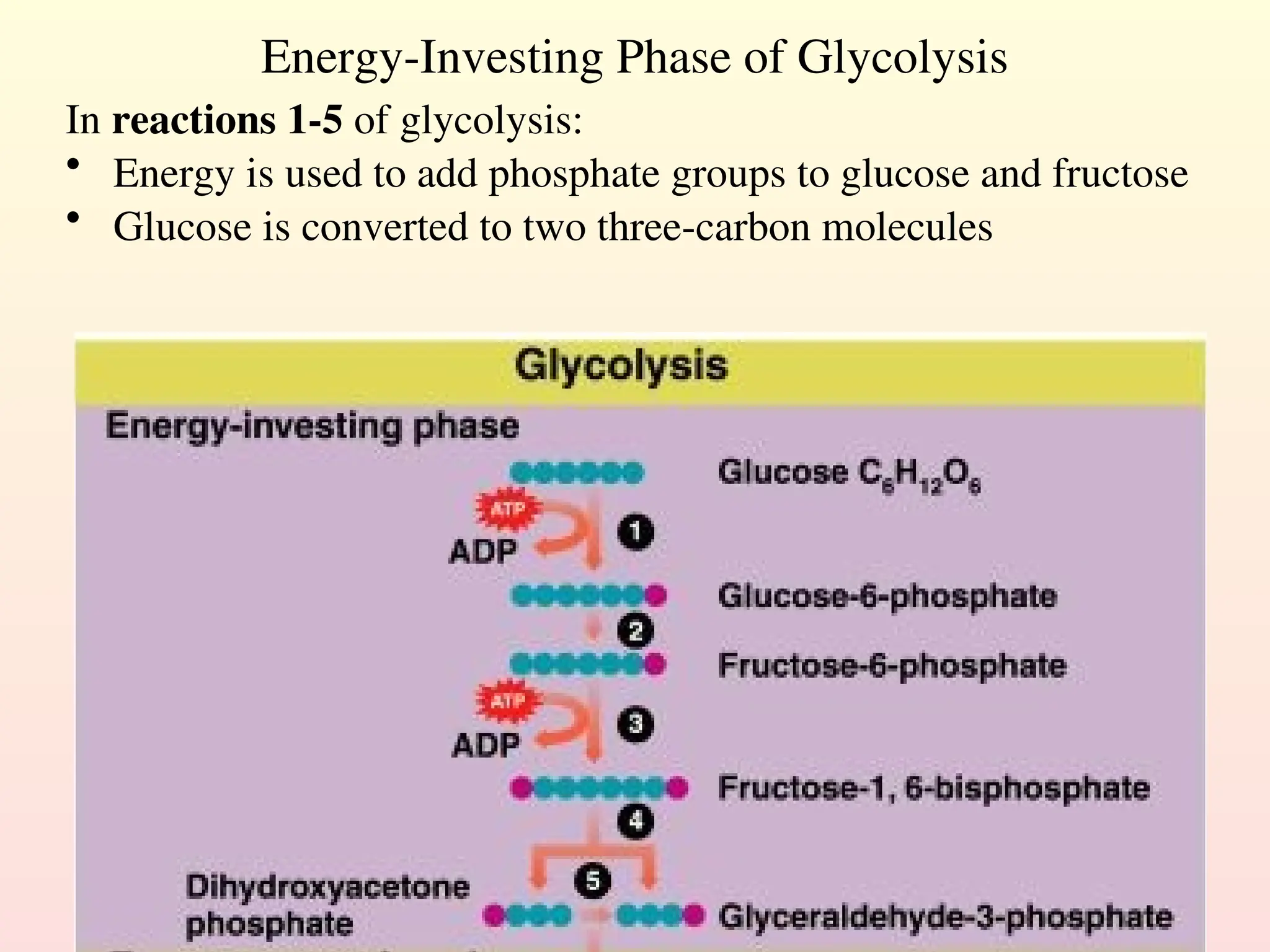 metabolism (3).ppt powerpoint presentation | PPT