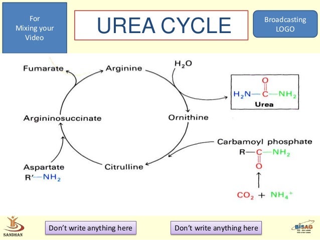 Metabolism protein and fat