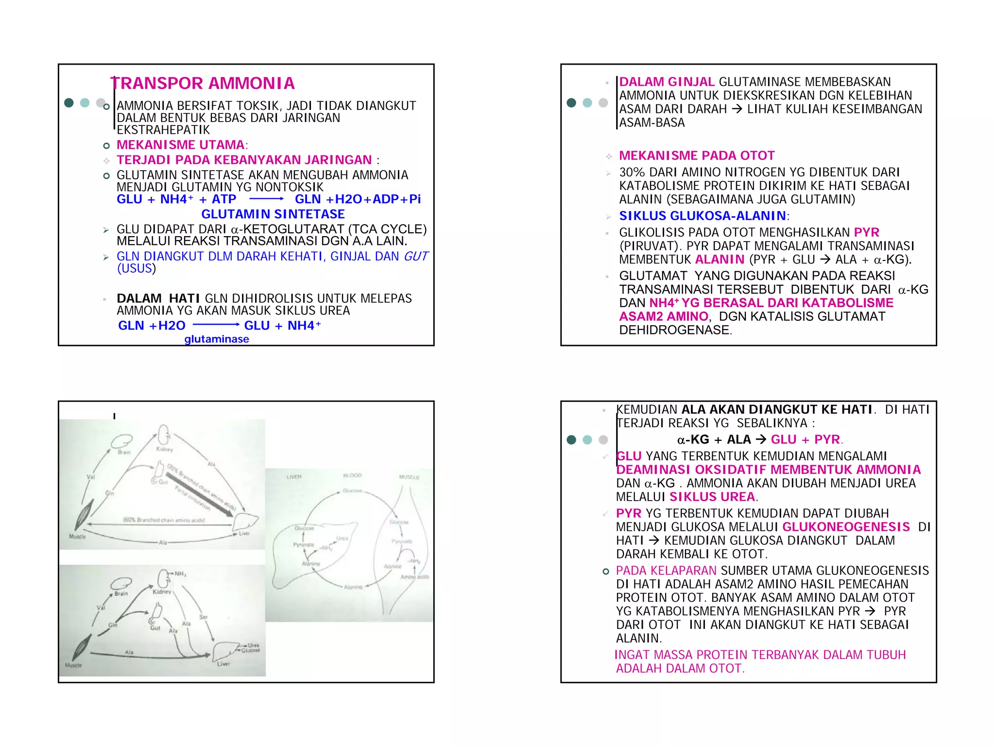 Metabolisma asam amino | PDF
