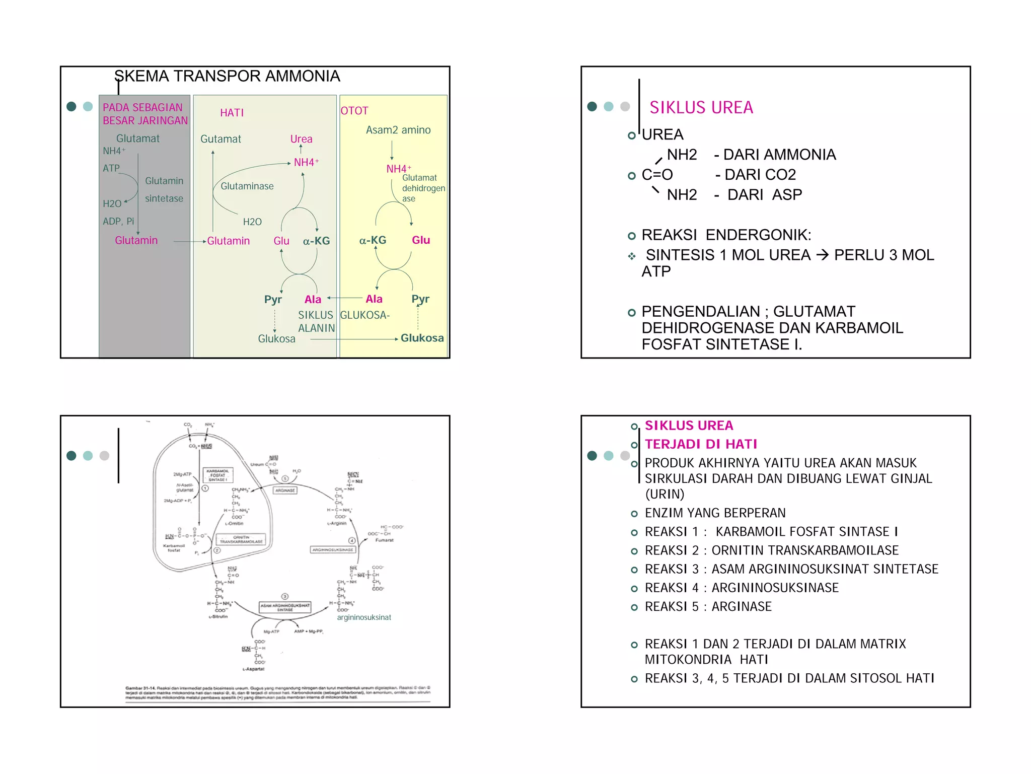 Metabolisma asam amino | PDF