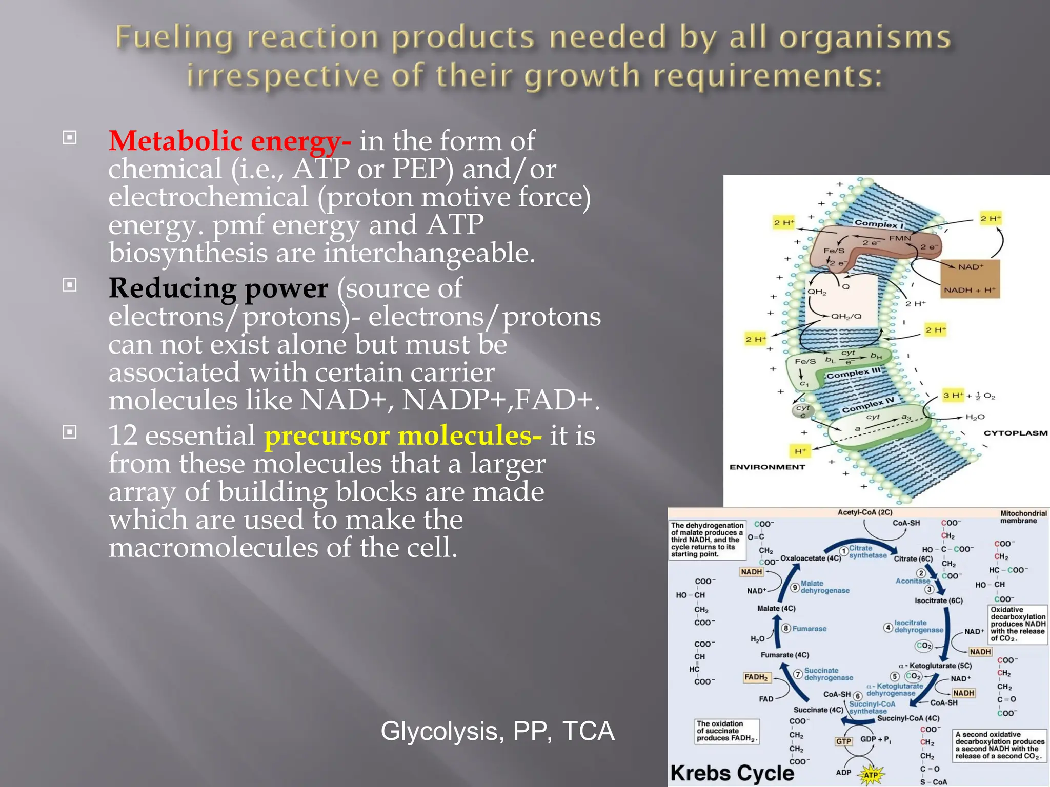 Metabolism and Growth in microbiology in biology | PPT