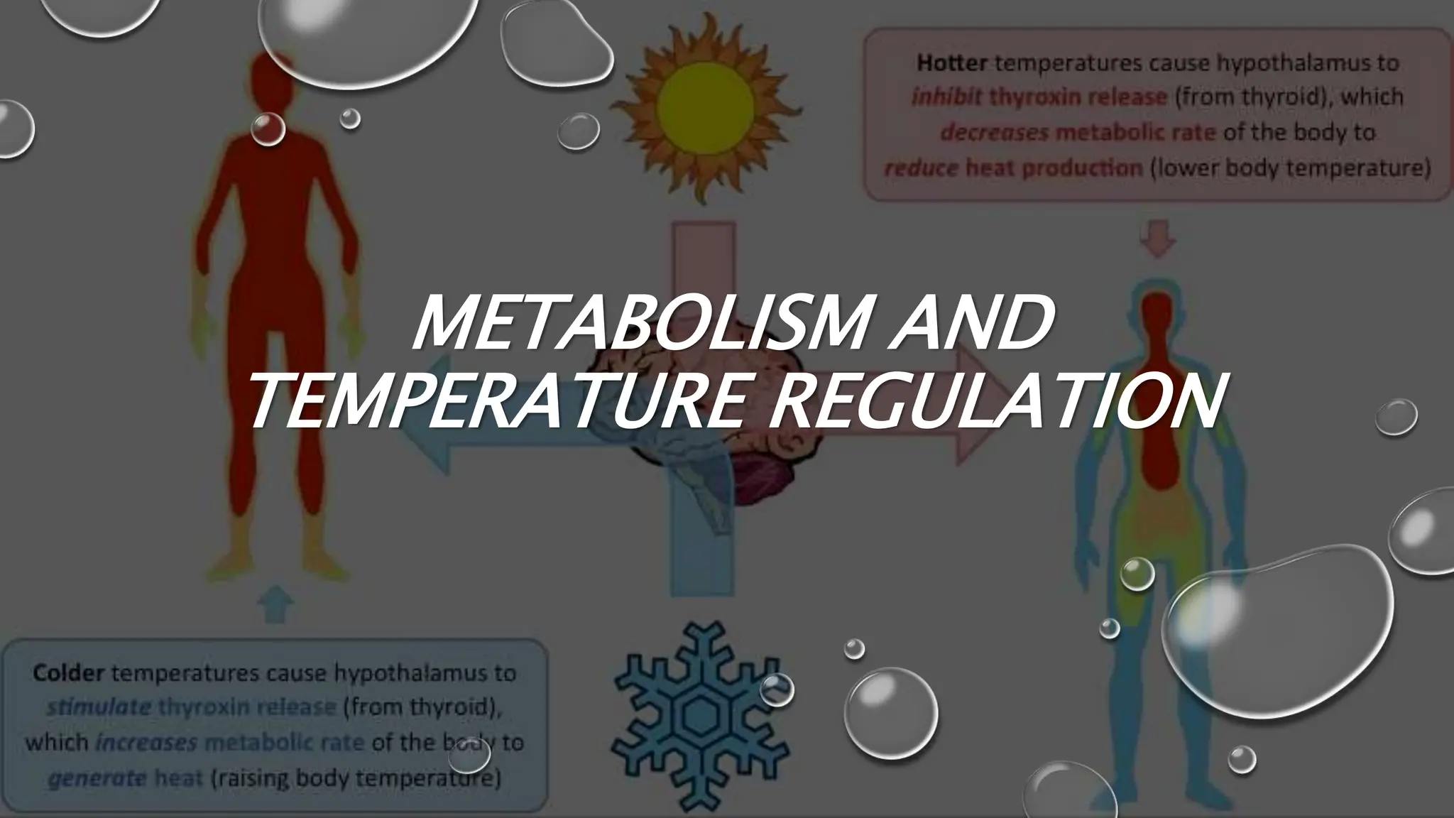 Metabolism and Temperature Regulation.pptx