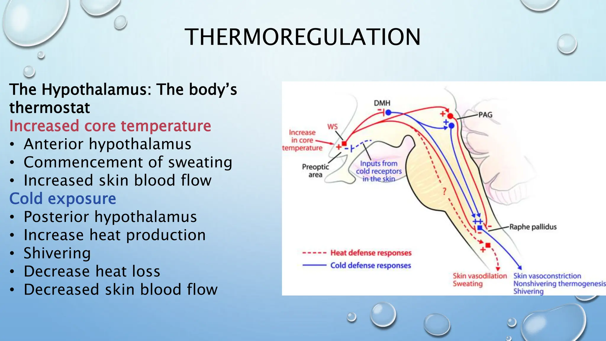 Metabolism and Temperature Regulation.pptx