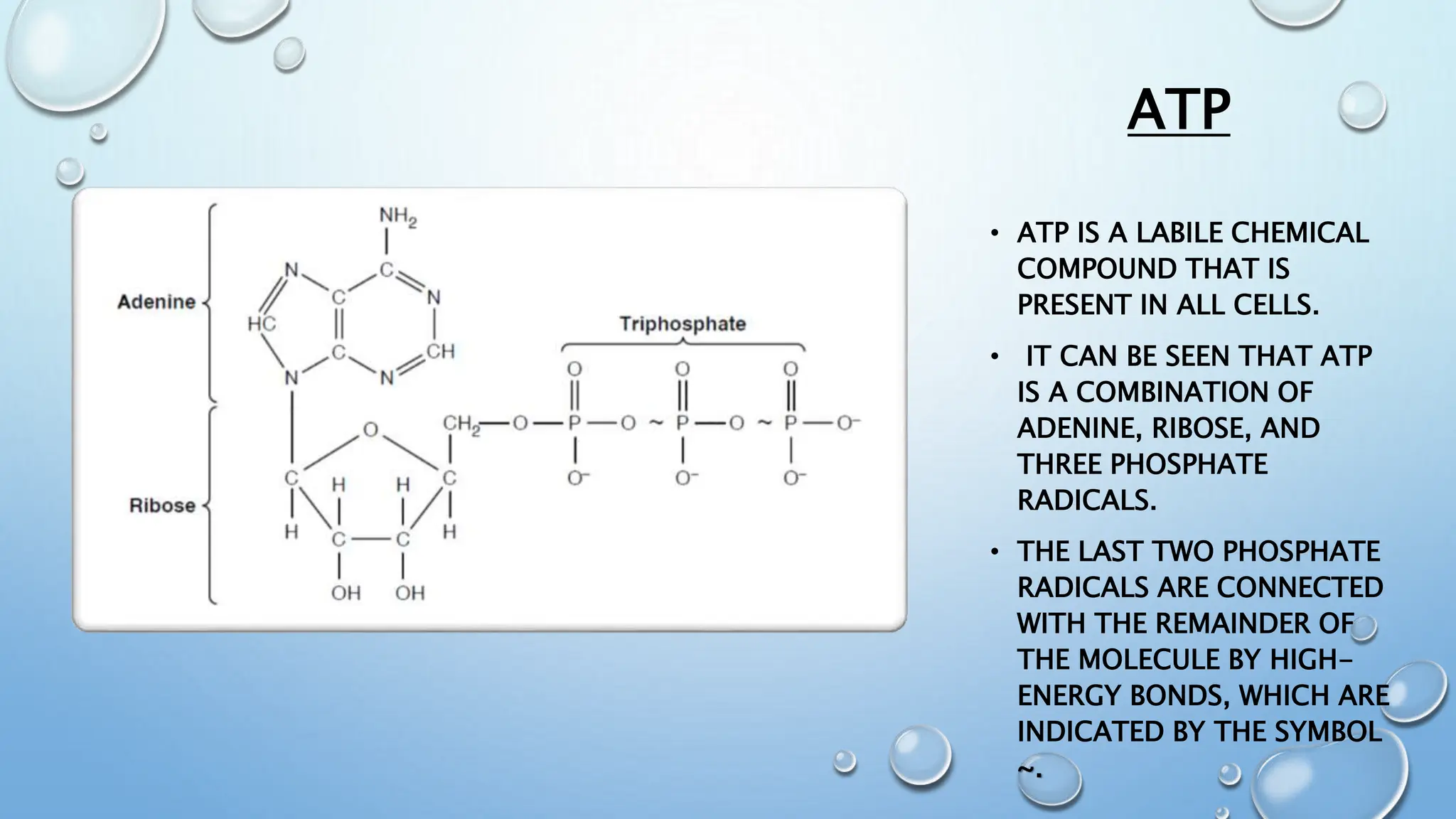 Metabolism and Temperature Regulation.pptx
