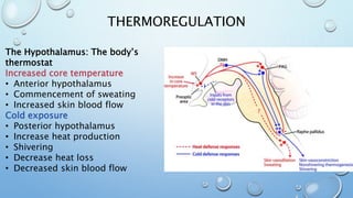 Metabolism and Temperature Regulation.pptx