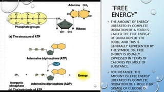 Metabolism and Temperature Regulation.pptx