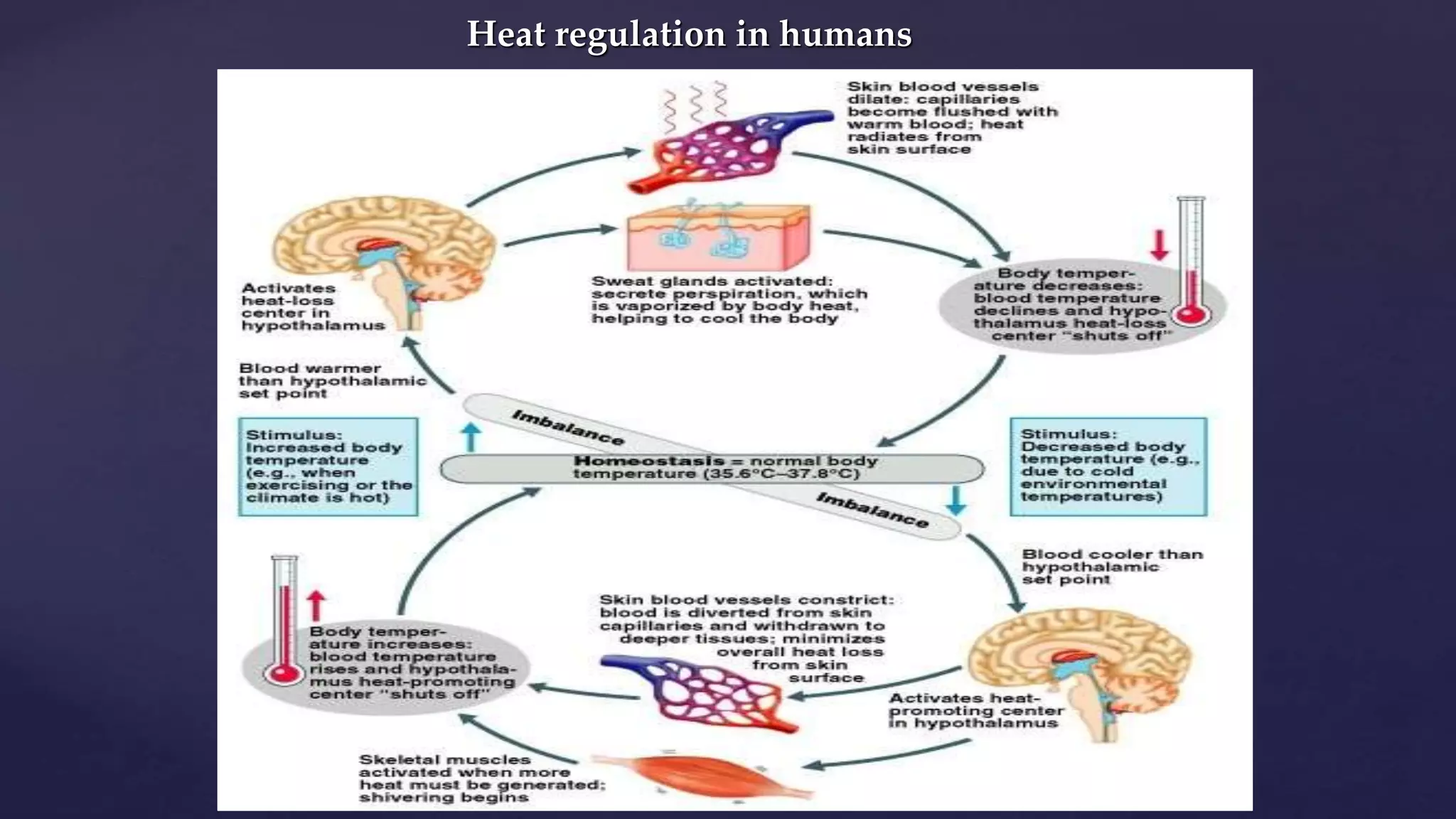 Metabolism and thermoregulation | PPTX