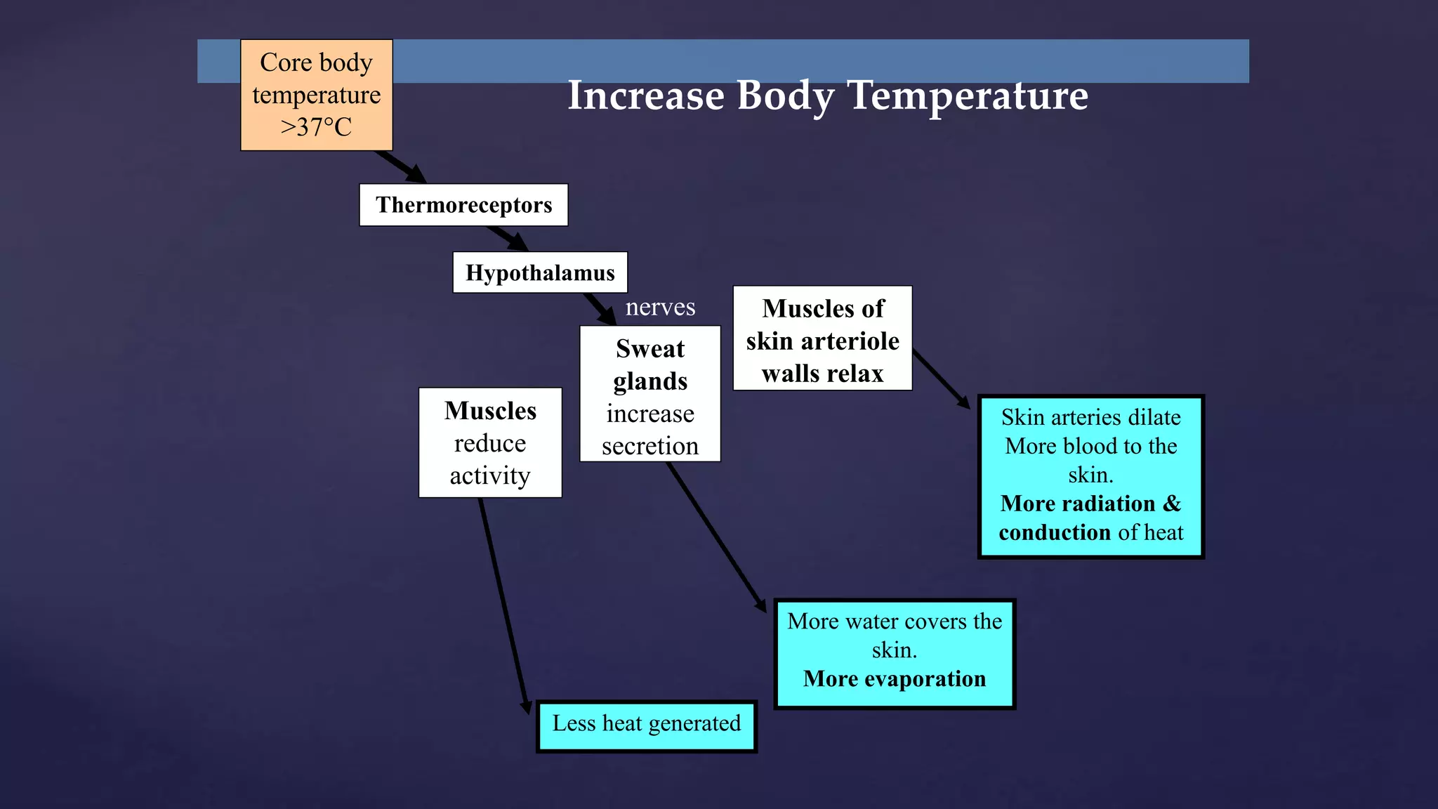 Metabolism and thermoregulation | PPTX