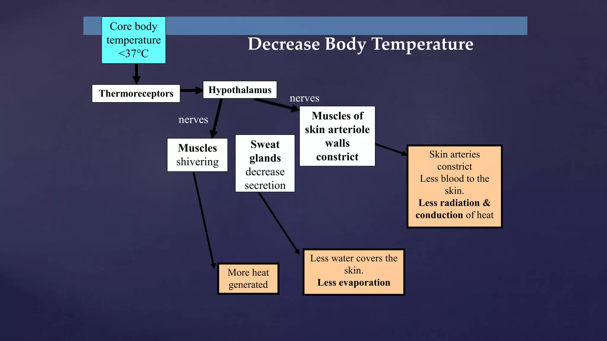 Metabolism and thermoregulation | PPTX
