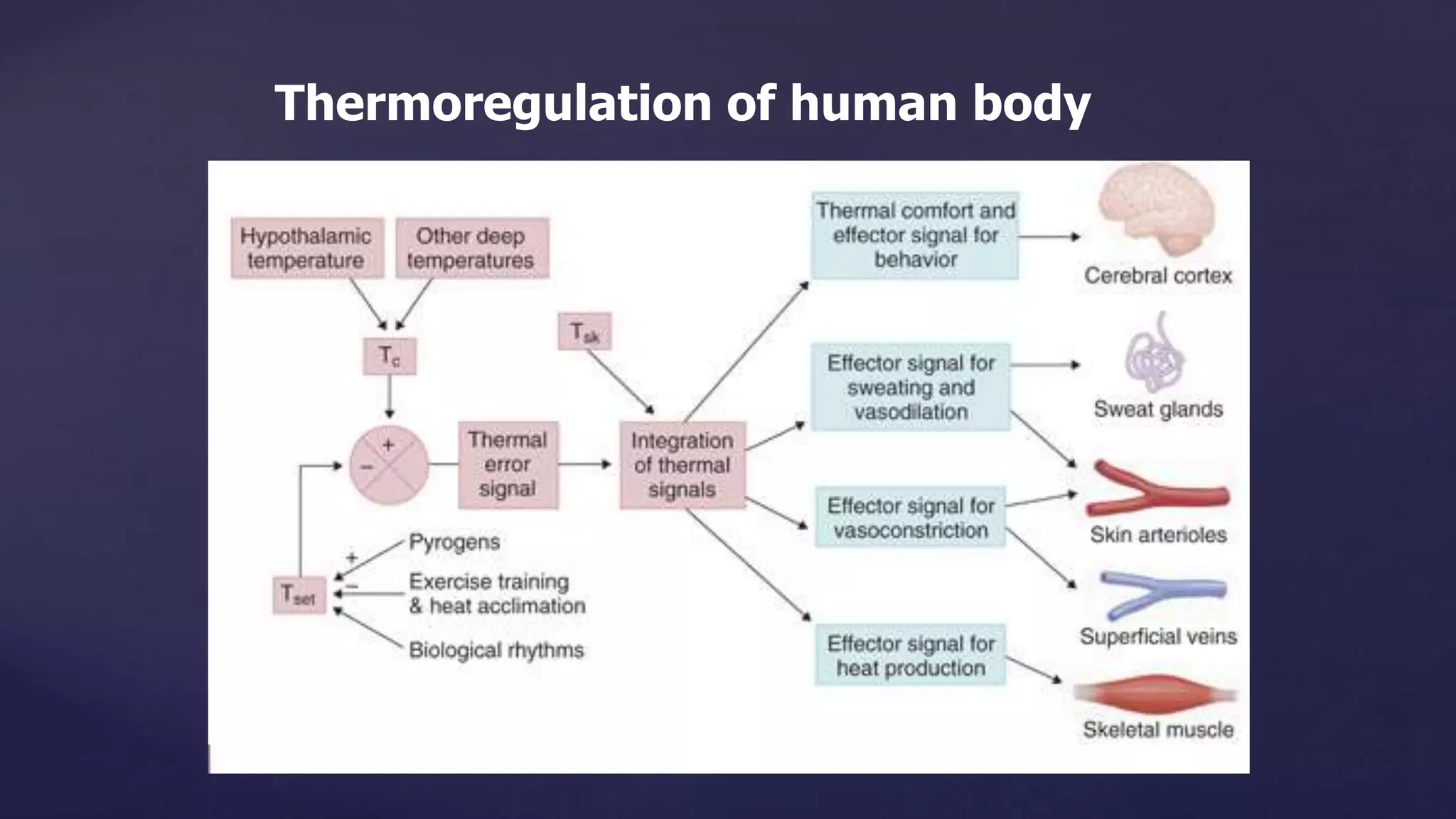 Metabolism and thermoregulation | PPTX