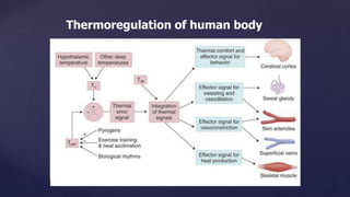 Metabolism and thermoregulation | PPTX