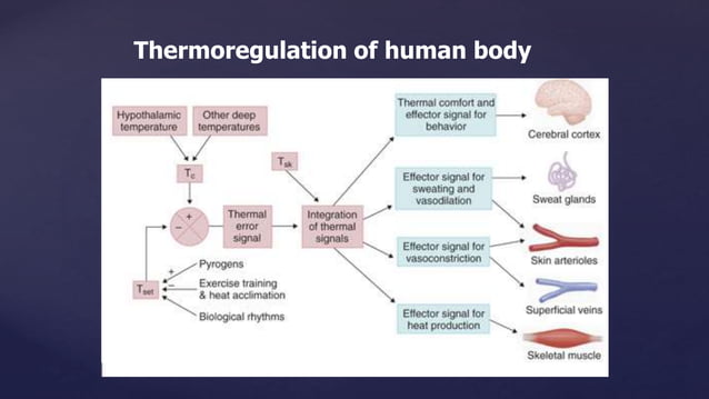 Metabolism and thermoregulation | PPTX | Endocrine and Metabolic ...