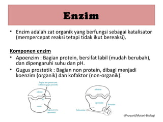 Metabolisme | PPT