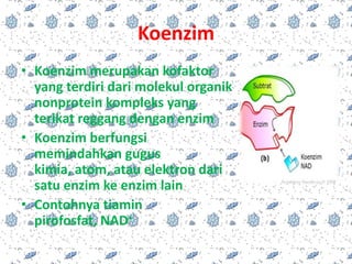 Metabolisme | PPTX